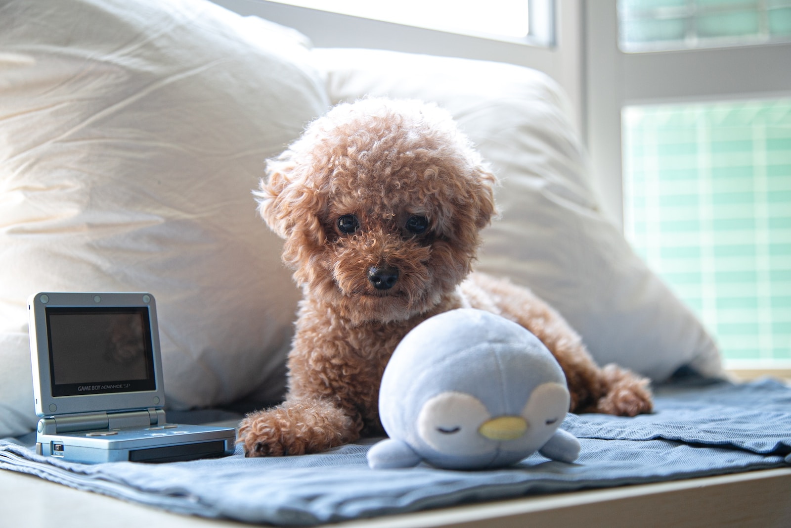 Exploring The Evolution Of Pet Toys With Pet Toy Manufacturers exploring-the-evolution-of-pet-toys-with-pet-toy-manufacturers