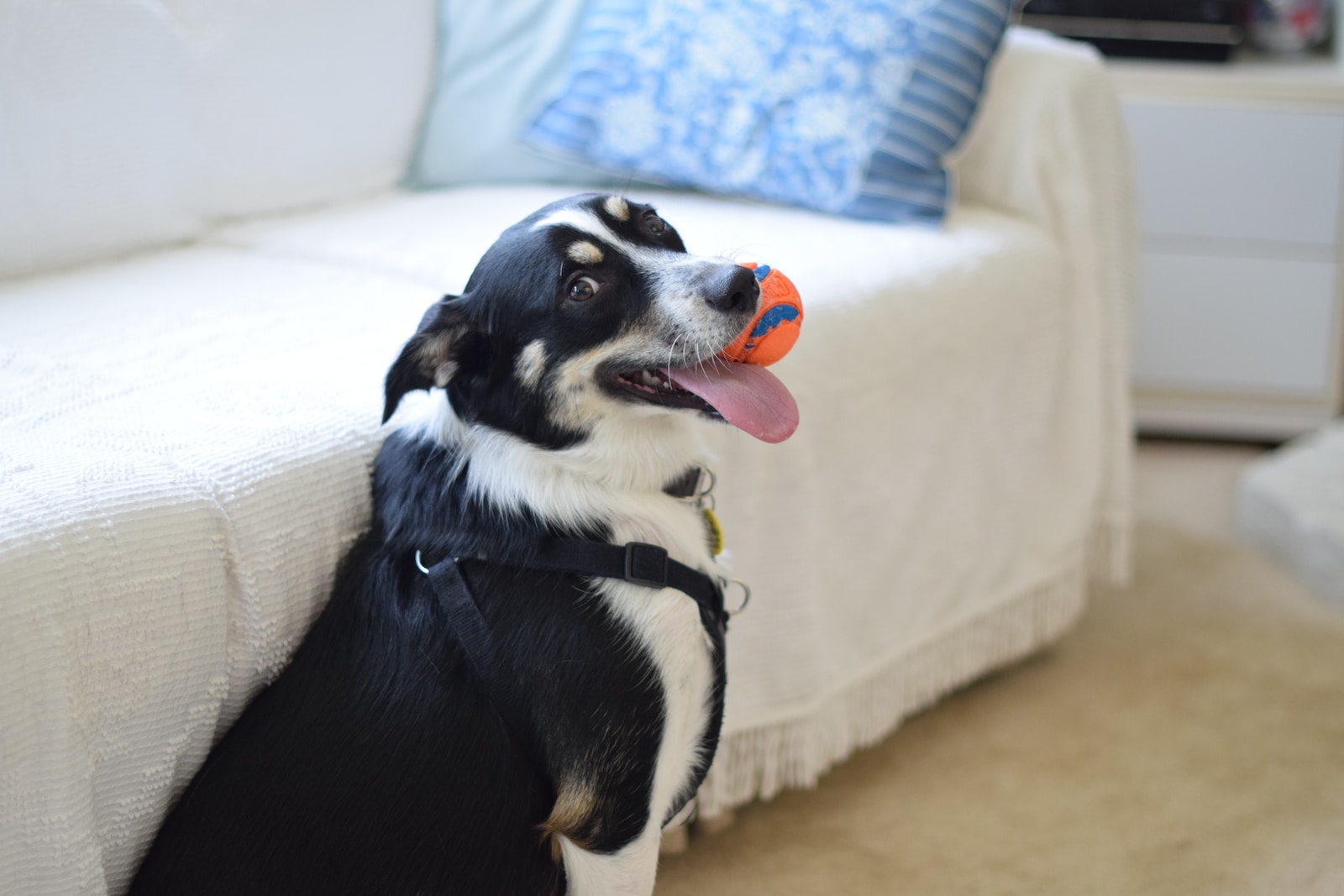 Ways How Pet Toy Manufacturers Develop Innovative Playtime Solutions ways-how-pet-toy-manufacturers-develop-innovative-playtime-solutions